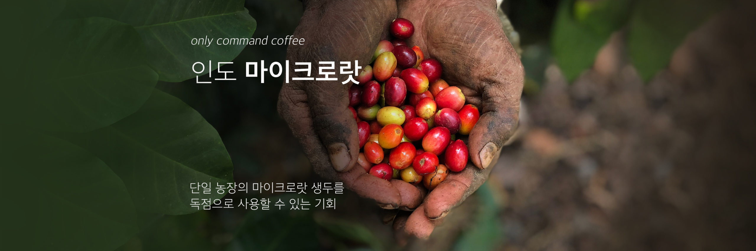 command coffee _ 커맨드커피